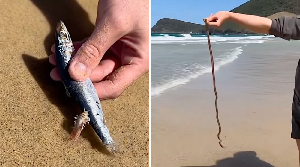 Everything You Need To Know About the Terrifying ‘Sand Worms’ Living on ...