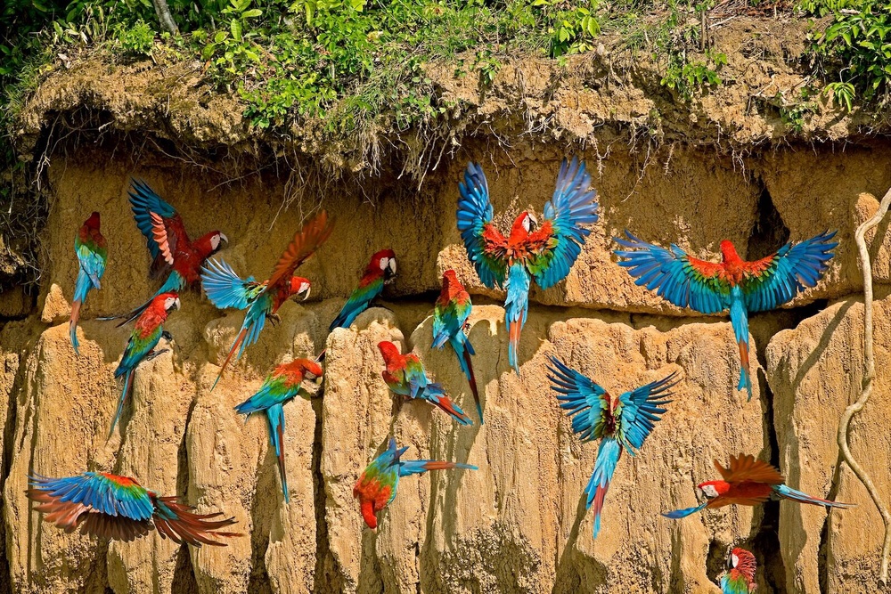 National Parks to Visit in 2026: Manú, Peru