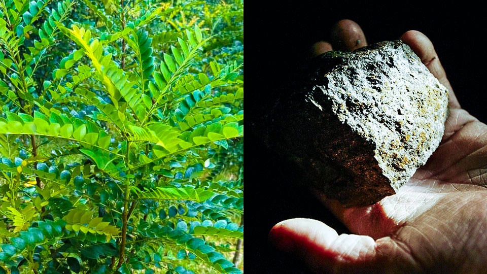 A plant that can 'mine' nickel? Malaysia sets 2026 harvest date