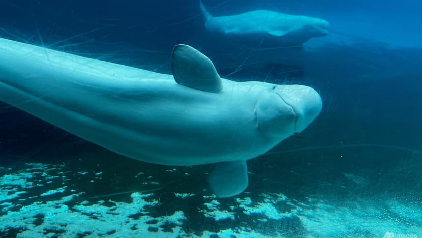 Canadian theme park warns it may euthanise 30 beluga whales if ...