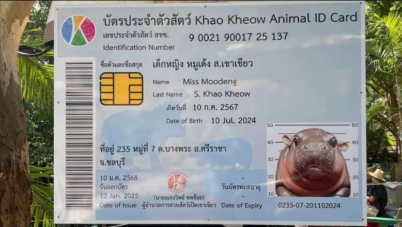 Little pygmy hippo Moo Deng turns 6 months old and gets her own ID card