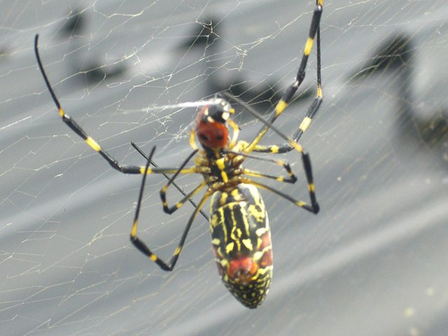 Invasive Joro Spiders Spread Through East Coast, Sparking Ecological ...