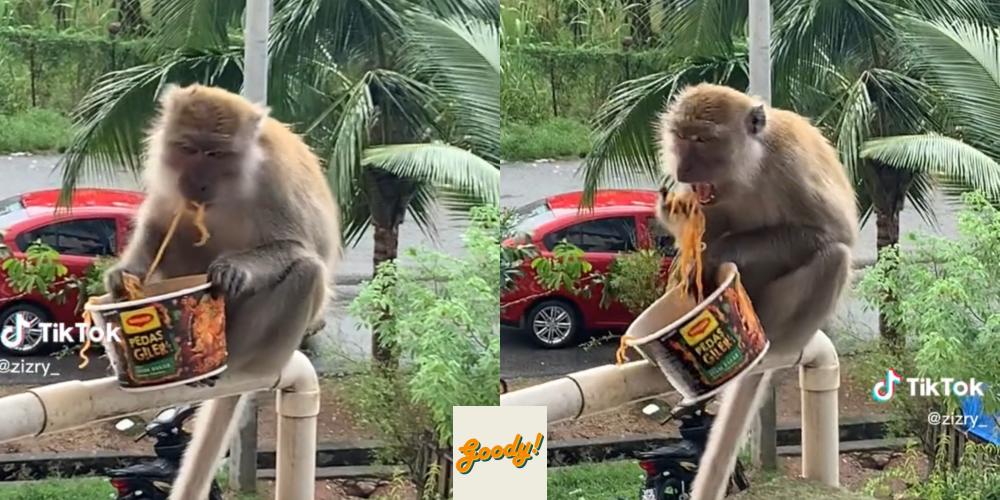 WATCH: Forget Bananas, This Cute Monkey's Fiery Tastebuds Have Us Gasping!
