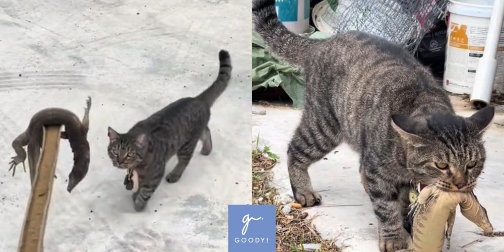 Surprise! Man In Total Shock After His Cat ‘Presents’ Him With A Baby ...