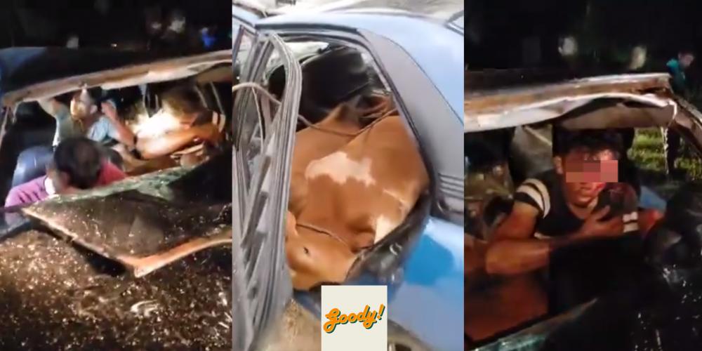 WATCH: Four Men In Pahang Squeezed Two Cows In The Back Of Their Car ...