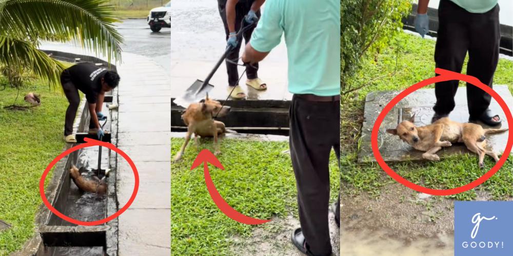 WATCH: Kind Staff Helps Rescue Stray Dog With Broken Legs Trapped In ...