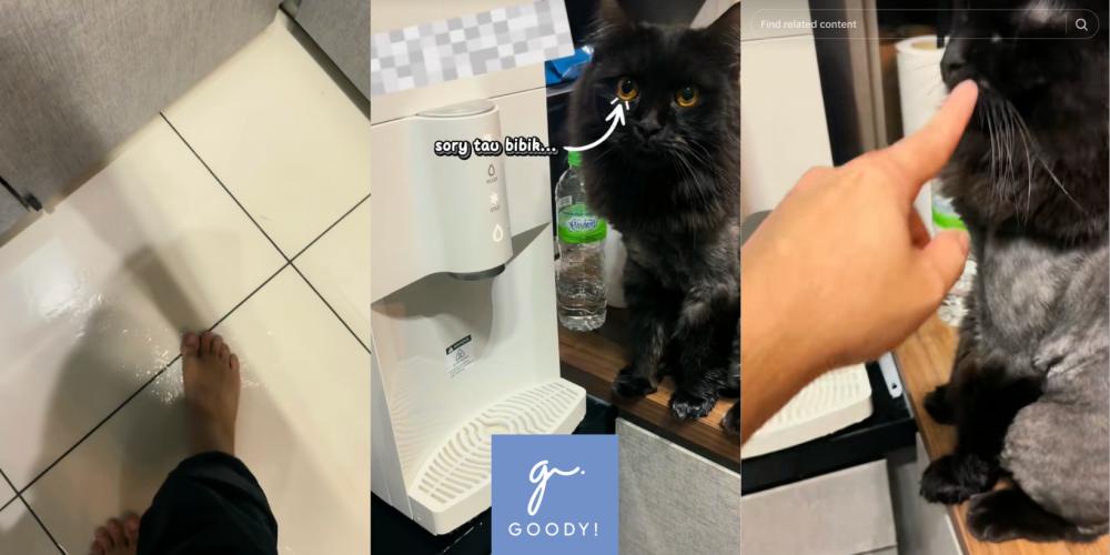 WATCH: Cheeky Cat Floods The Kitchen After Playing With The Water ...