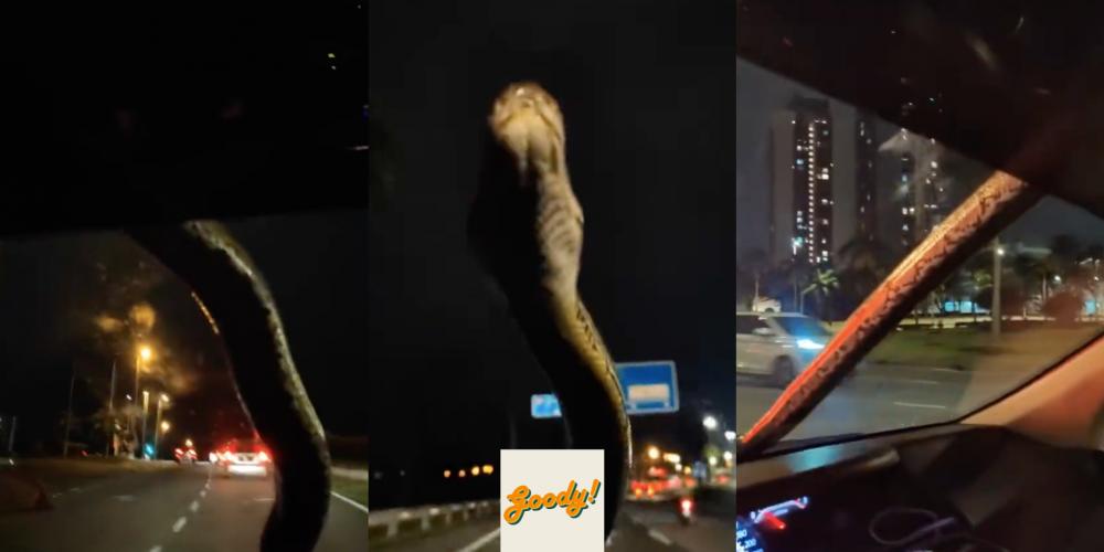 WATCH: Nervous Driver Shocked When A Snake Emerged From Hood Of The Car ...