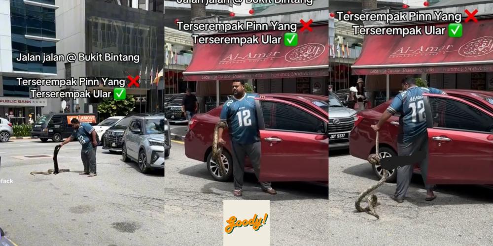 Brave Bystander Removes Huge Snake From Busy Bukit Bintang Street, Goes ...