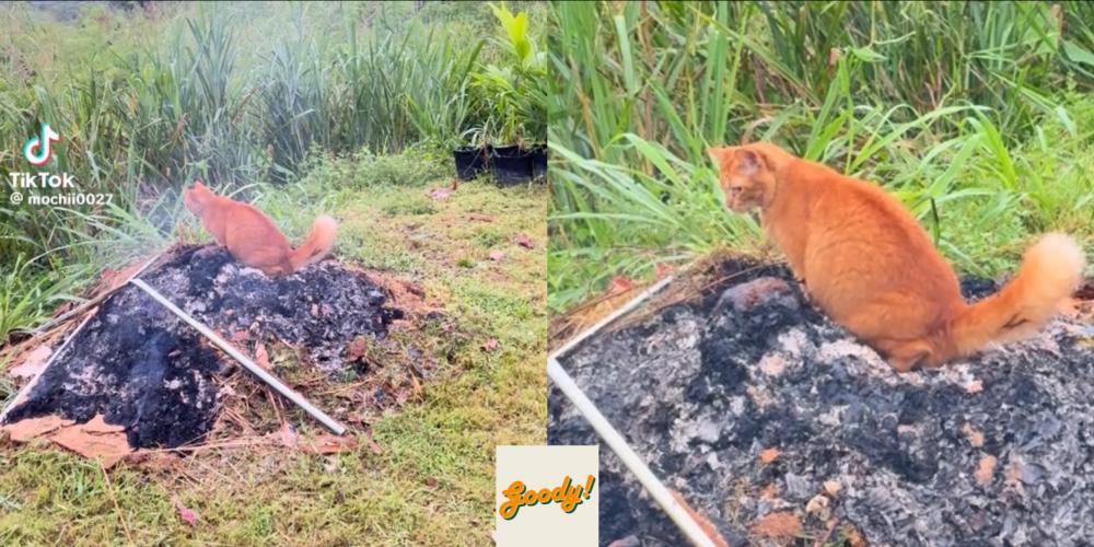 WATCH: Unbothered Oyen Sits On Smoking Trash Pile While Pooping In ...