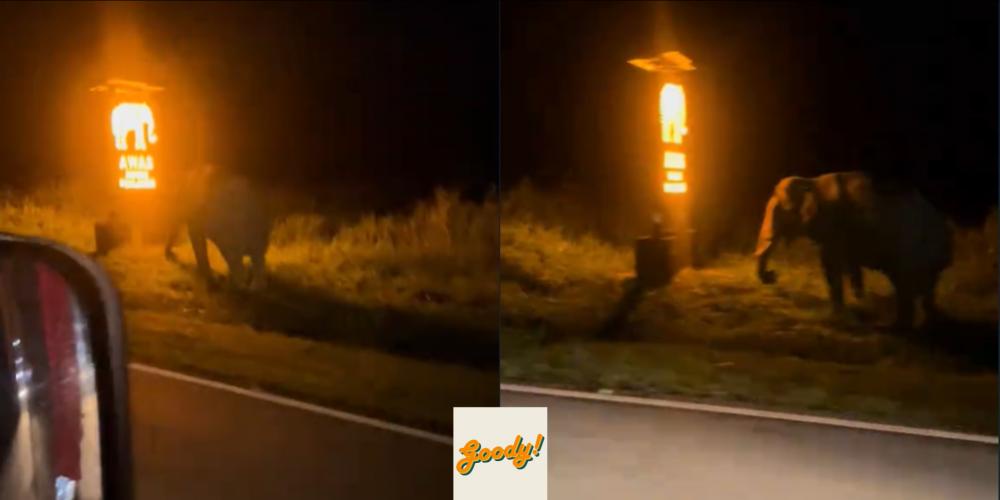 WATCH: "Did You Eat A Light?" – Elephant's Curious Gaze At A Glowing ...