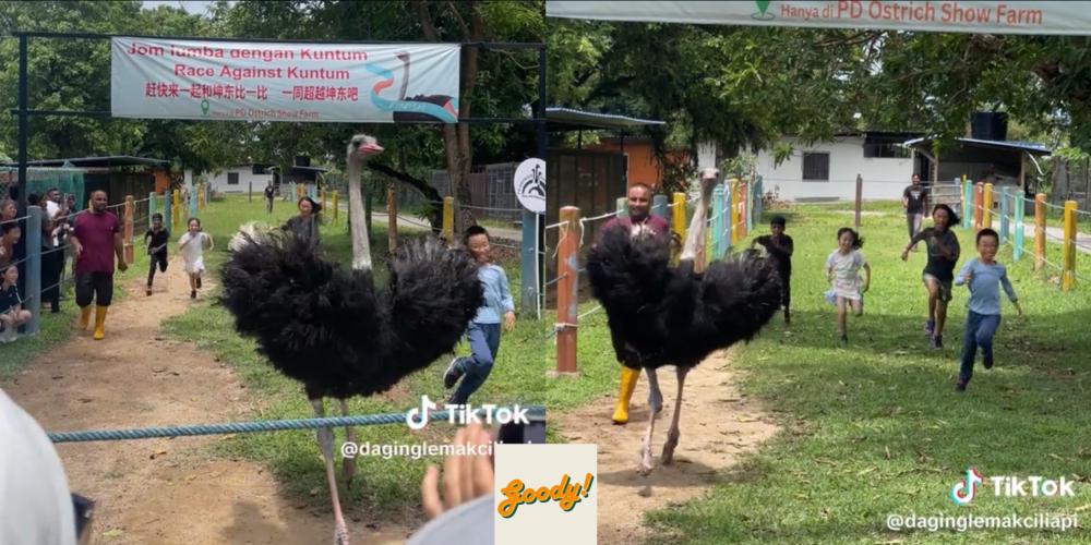 WATCH: Race With An Ostrich? Viral TikTok Shows Unique Experience At PD ...