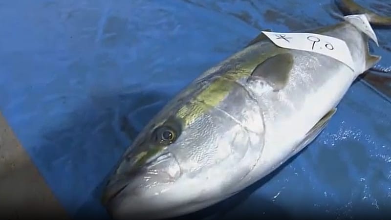 Japan: Record-price yellowtail sells for over 22,000 euros at Ishikawa ...