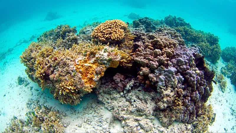 How the oceans’ coral reefs could be a secret weapon to tackle food ...