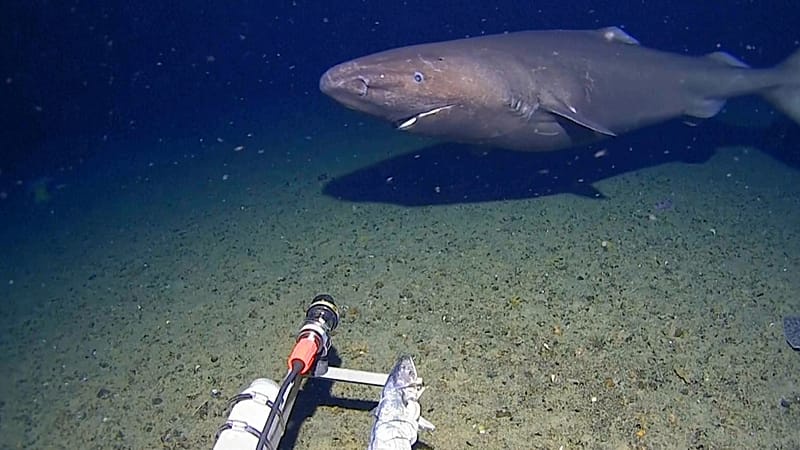 Sleeper shark filmed for first time in Antarctica’s near-freezing deep ...