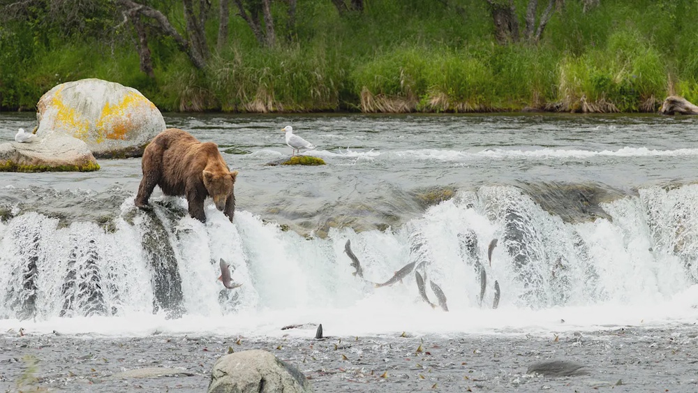 Fat Bear Week 2025: Here’s what to know and how to vote for your ...