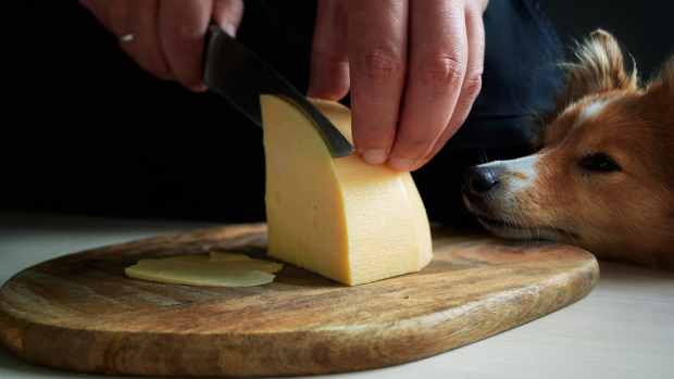 Hilarious 'Cheese Tax' Song Should Be Every Dog Parent's Anthem