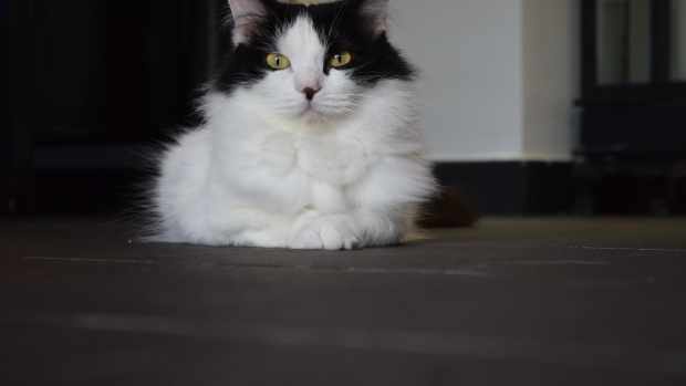 5-Legged Cat Makes Her TikTok Debut and People Are Enchanted