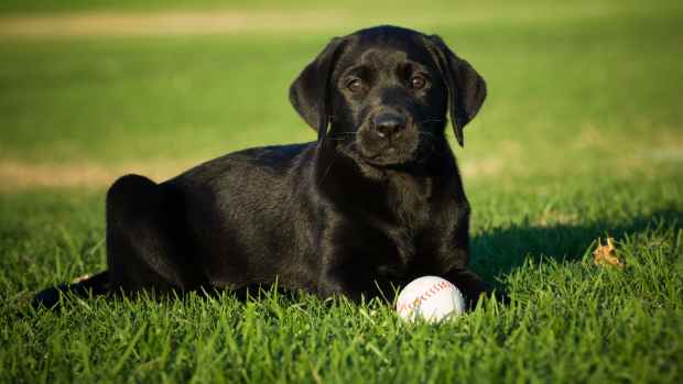 Philadelphia Phillies' New Black Labrador Puppy Is Their Cutest Team ...