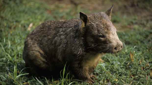 Baby Wombat’s Reaction to Belly Rubs Is All That’s Right With the World
