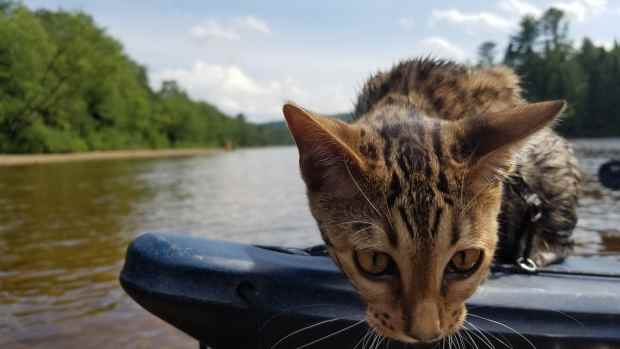 Video of TikToker Kayaking With Cat Is a New Bucketlist Item