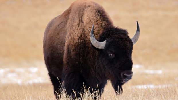 Tourist's Terrifying Encounter with a Bison at Yellowstone Caught on Video Tourist's Terrifying Encounter with a Bison at Yellowstone Caught on Video