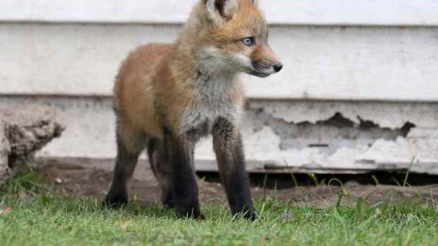Viral Video of Fox Getting Tummy Scratches Is Beyond Irresistible