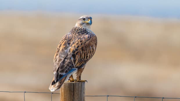 Watch: Massive Hawk Swoops Right Down on Woman in Viral Video