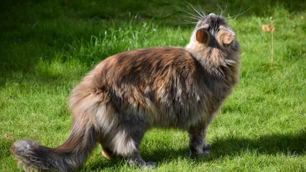 Stunt Cat Showing off Her Epic Skills Has People in Awe