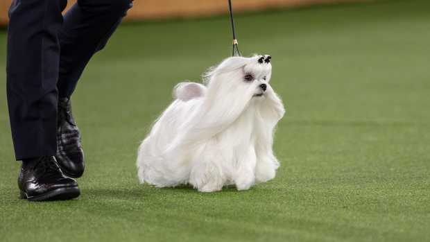 Video Explaining Different Dog Breeds and Their Original Purpose Is Eye ...