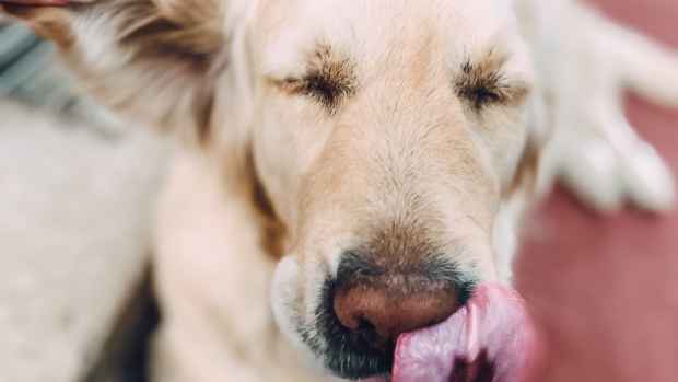 Why Your Dog's Ear Is Swollen and Tips to Provide Care