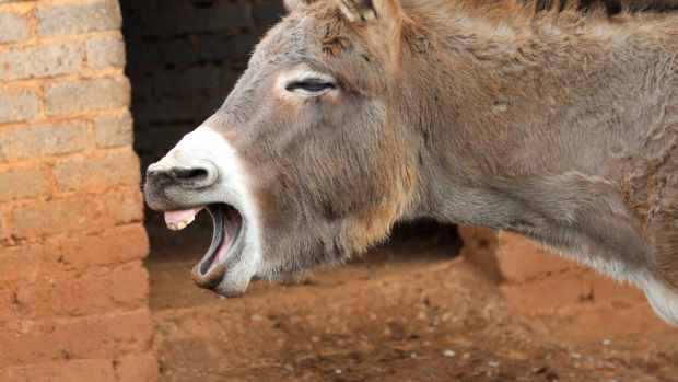 Donkey’s Reaction to New ‘Squeaky Chicken’ Toy Brings All the Feels