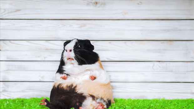 12-Year-Old Australian Girl Takes on Massive Snake to Save Her Guinea Pig