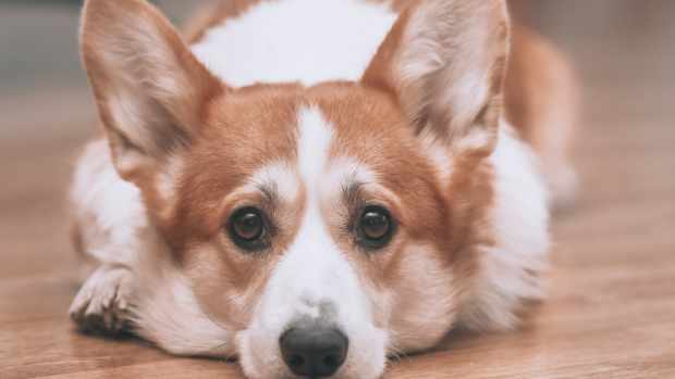 Hungry Corgi Is Too Busy Waiting for Snacks to Focus on His Big TV Break