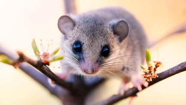 Woman Shares Cool Facts About the Exotic ‘Micro’ Squirrel