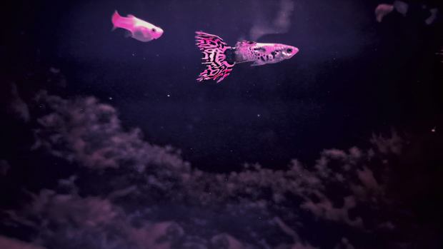 Top 6 Freshwater Fish for Hard Water Aquariums