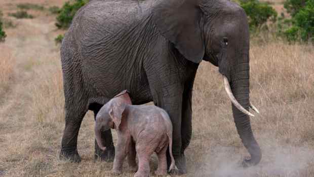 Rare Albino Elephant Calf Spotted in National Park in South Africa