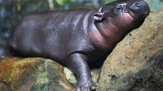 Rare Pygmy Hippo Calf Born at Athens, Greece Zoo Rare Pygmy Hippo Calf Born at Athens, Greece Zoo
