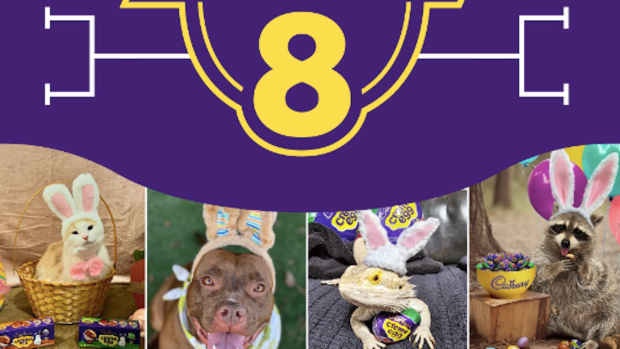 Cadbury Bunny Winner for 2024 Is an Unexpected First