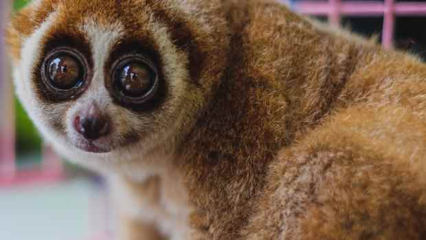 Smithsonian National Zoo Welcomes 2 Endangered Slow Lorises