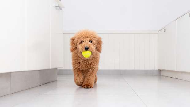 'Ball-Obsessed' Doodle Lights Up with Excitement Over Ultimate Birthday ...