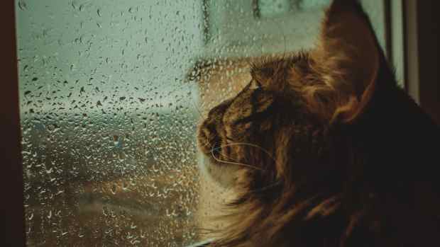 Family Builds Coolest 'Catio' in RV For Their Maine Coon Cats' Playtime