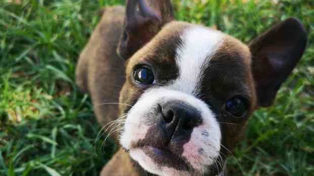 Black Stool in Dogs: Home Remedies and Prevention Care Tips