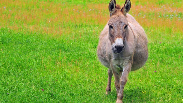 Extremely Pregnant Donkey Named Cupcake Is Giving Everyone Baby Fever