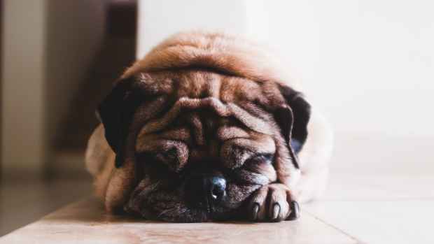 Dogs With Down Syndrome-Like Symptoms: What to Know
