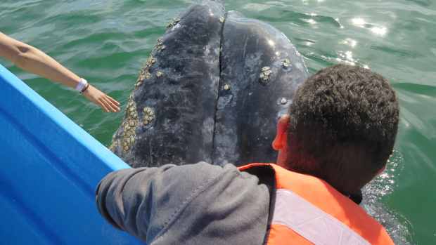 Mystic Aquarium Announces the Sad Passing of Beloved Beluga Whale