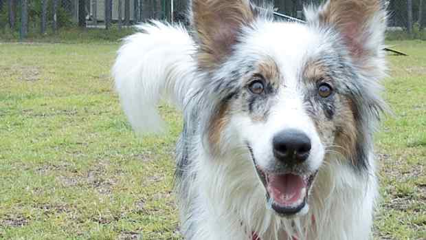 Dog Foaming at the Mouth? Top 6 Causes and Solutions