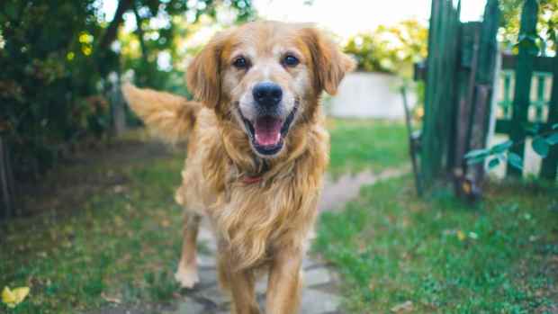 Tips to Correct Muscle Atrophy in Dogs