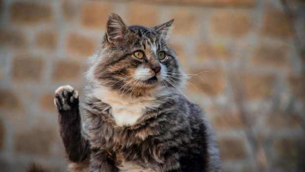 Cat Stung by a Bee? Help and Prevention Tips