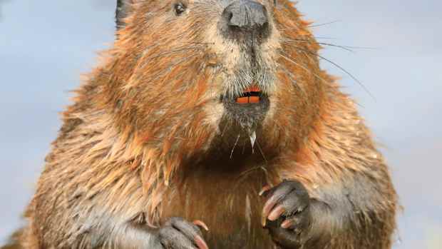 San Diego Zoo Offers up a ‘Speed Round’ Beaver Anatomy Lesson